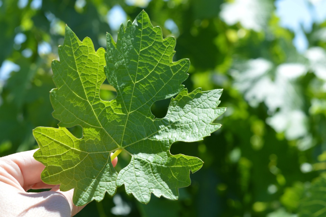 I chose two of our varietals and included pictures of their leaves ...